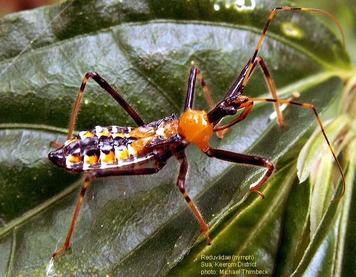 Papua Insects Foundation (Hemiptera/Heteroptera)